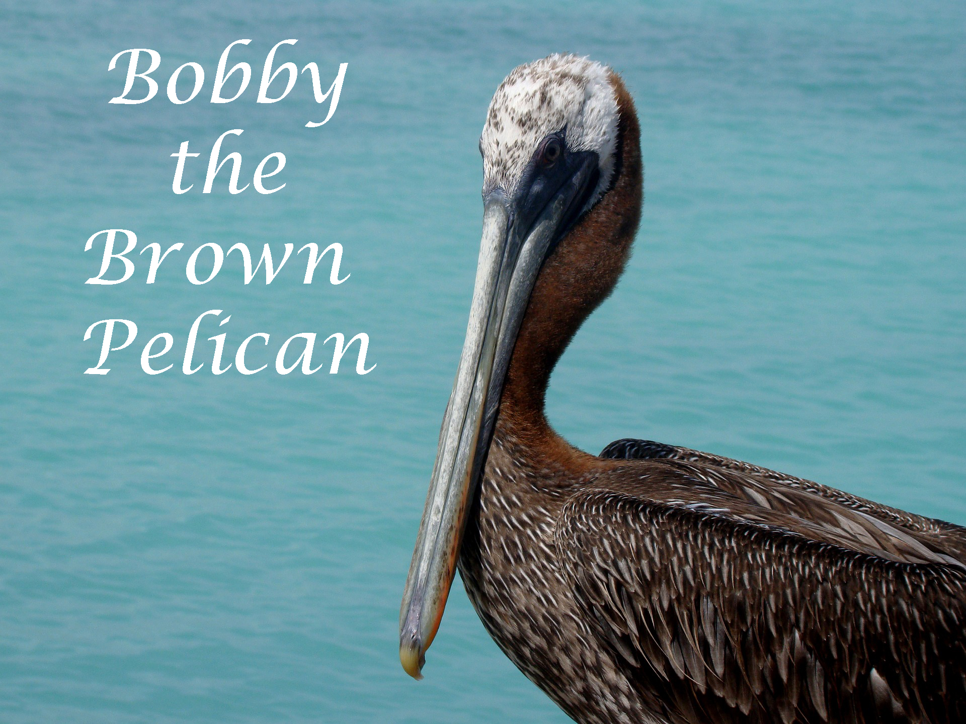 Update: May 3, 2019 Bobby the Brown Pelican – Phil Slattery, Writer ...